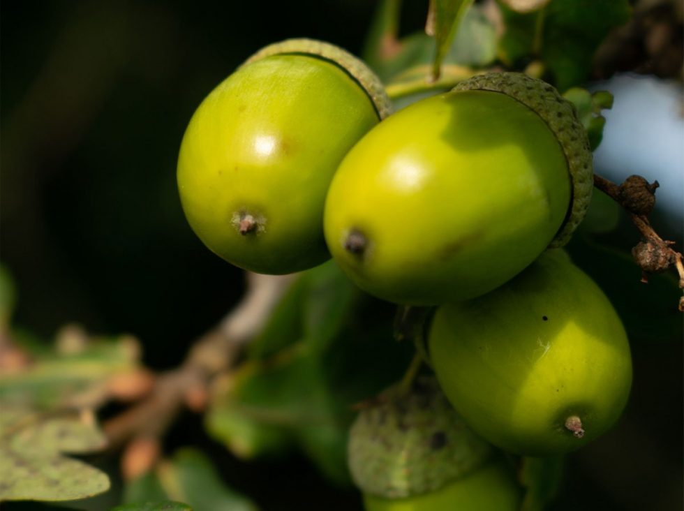 The Acorn Project | Boost DCHS - Build | Opportunities for |Our ...